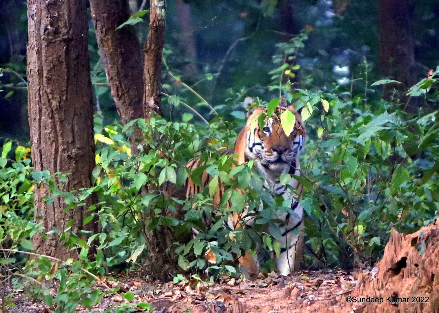 Visit to Bagh Villas: In Search of the Princeton Tiger in Kanha