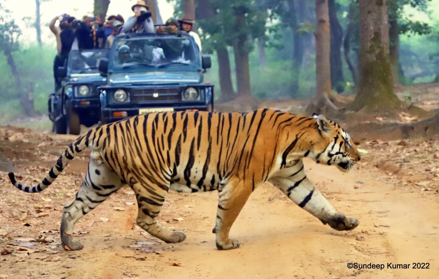 Visit to Bagh Villas: In Search of the Princeton Tiger in Kanha