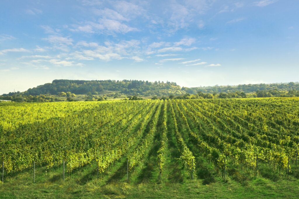 A Lesson In Winemaking At Georgia’s Kakheti Wine Region